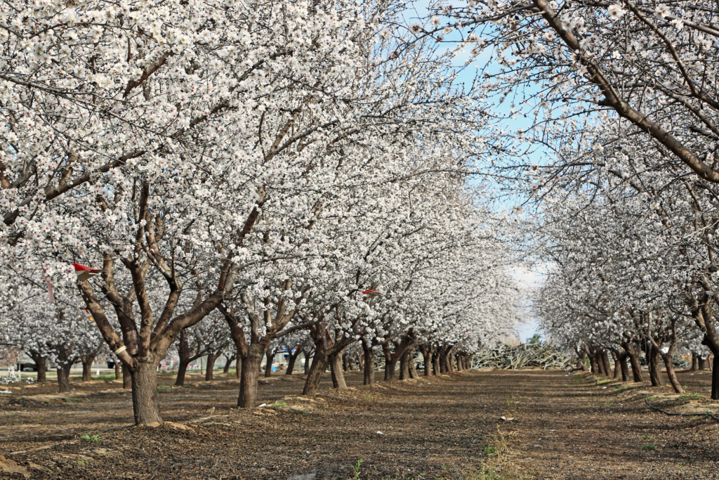 California Almond Growers & Monrovia Nursery